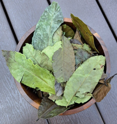 Whole leaf Guayusa herb- Ilex guayusa, wildcrafted Amazonian tea herb 1 ...