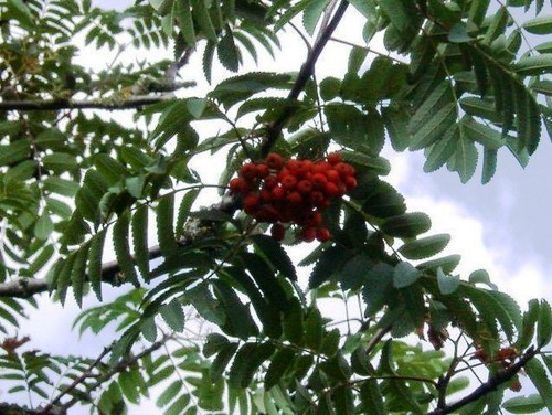 3 Mountain Ash Rowan Plants / Sorbus Aucuparia 1-2ft Tall Trees, Hedges ...