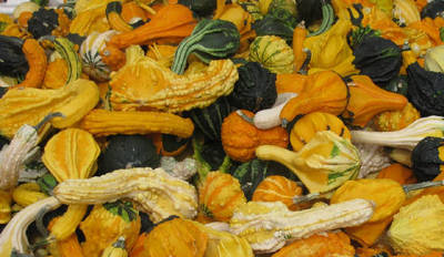 Gourd Seeds- AUTUMN WING LARGE - Great for Decorating - EASY TO GROW ...