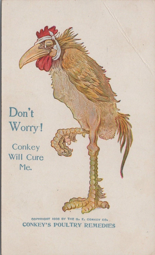 Conkey Will Cure Me Poultry Remedies Anthropomorphic Sad Sick Chicken ...