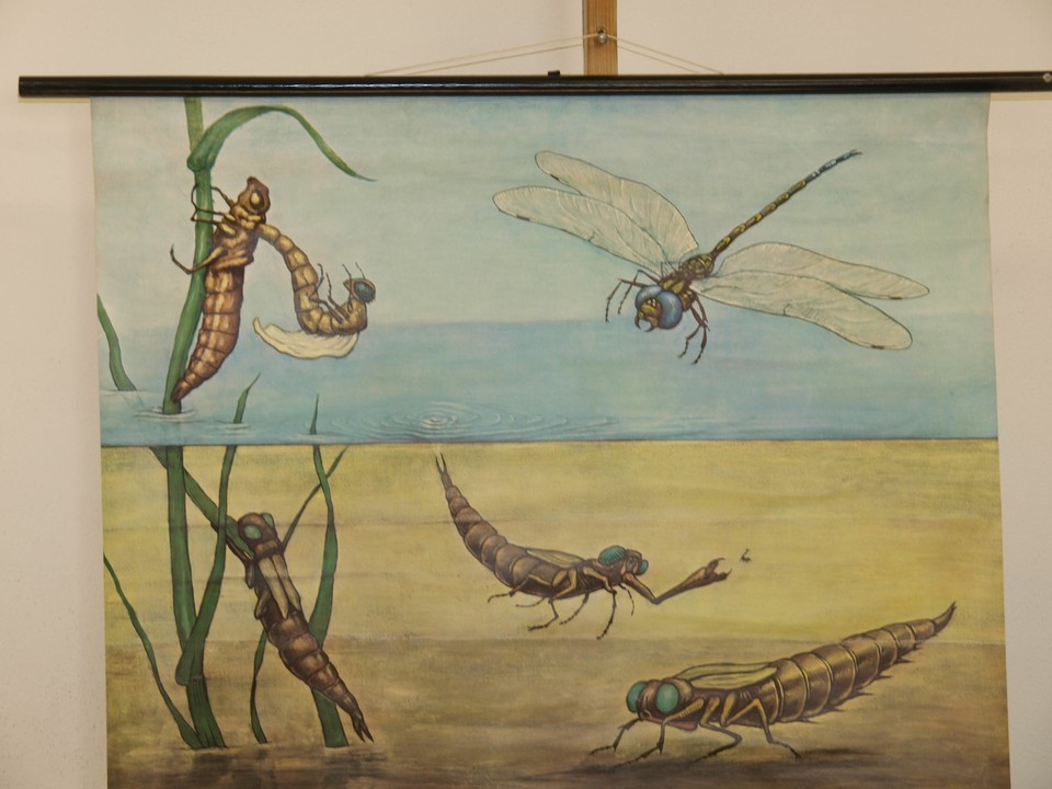 Jung Cook Quentell Animal Picture Blue Dragonfly 1965 Schulwandbild ...