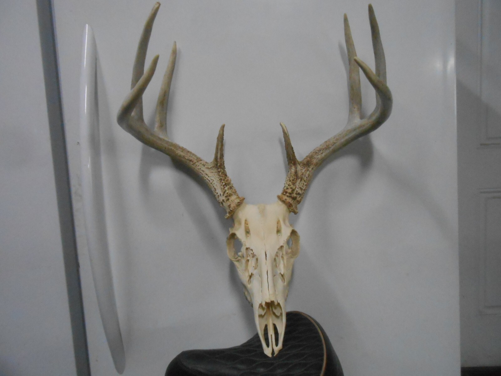 Big 4x4 WHITETAIL DEER RACK FULL SKULL mule elk shed antlers taxidermy ...