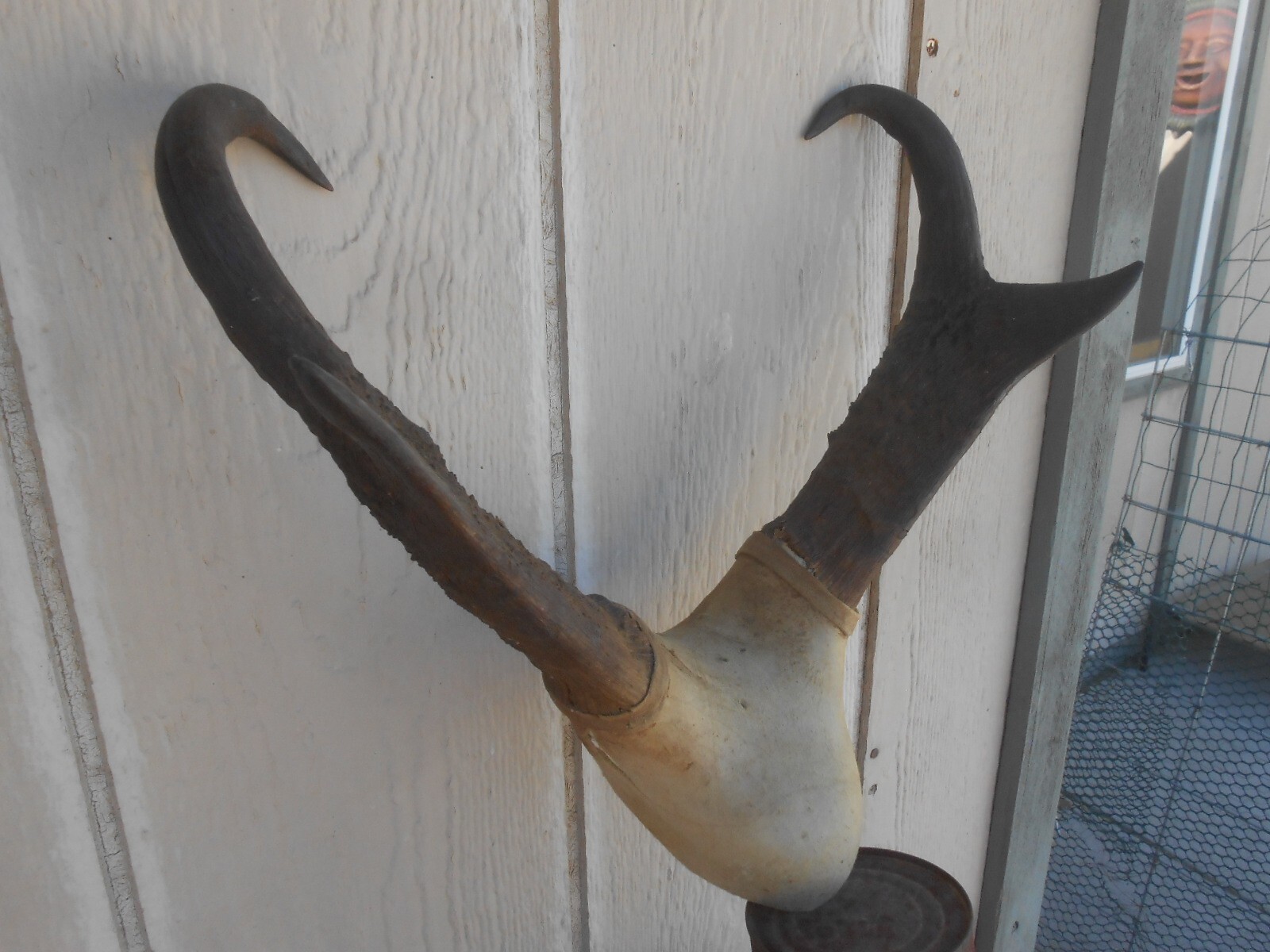 Great Wide Heart Shape PRONGHORN ANTELOPE HORNS antlers mule whitetail ...