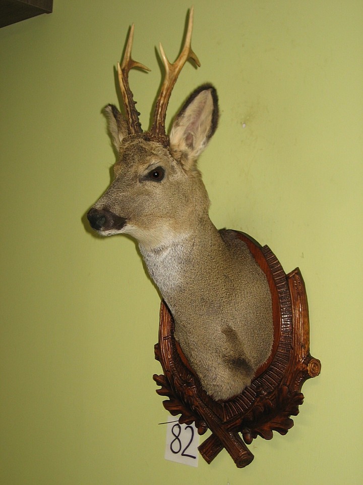 Roe deer head (no. 82) on the carved board, Taxidermy, Trophies | eBay