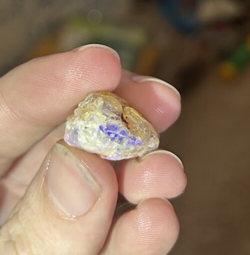 Stunning 6 Piece Australian Fire Opal Fossil Clam Shell Collection 142 ...