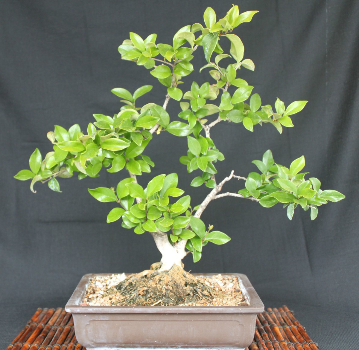Ligustrum Sinense Bonsai