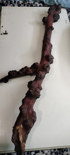 Pacific Madrone Arbutus Burl Branch Terrarium Habitat Craft Wood ...