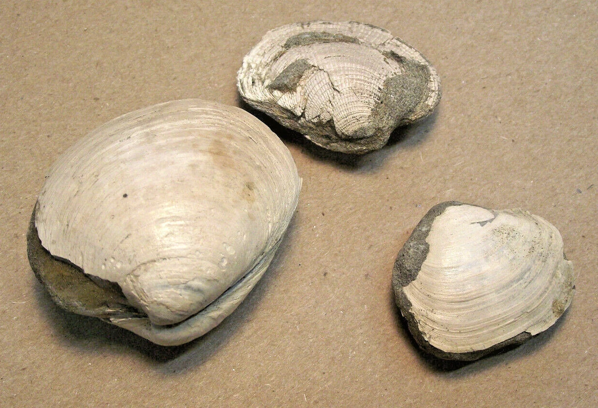 Clam Shell Fossil