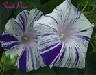 VIGNA CARACALLA Sweet Fragrance Corkscrew Snail Vine 4 Seeds for sale ...