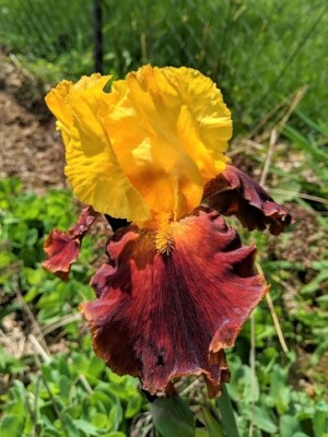 Iris "FIESTA TIME" - Tall Bearded Iris - 1 Plant/ Rhizome | eBay