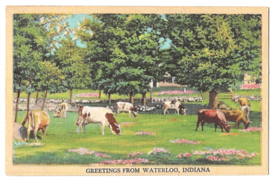 Greetings From Waterloo Indiana c1940's rural scene, cows grazing in ...