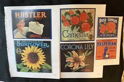 Reproduction PAPER Fruit Crate Labels LOT of 6 Rose Sunflower Flowers ...