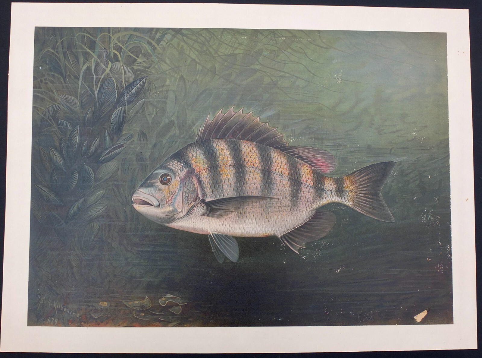 Samuel A. Kilbourne 1879 Chromolithograph Of Perch From Game Fishes Of ...