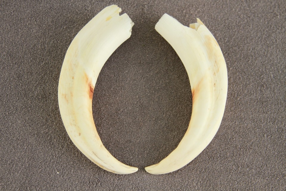 PAIR OF REAL COMMON WARTHOG TUSKS Phacochoerus africanus (tooth ...