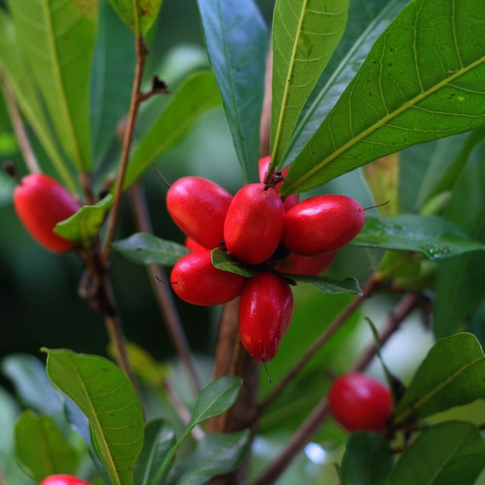 Miracle Fruit Plant Miracle Berry Rare Synsepalum Dulcificum Tree ...