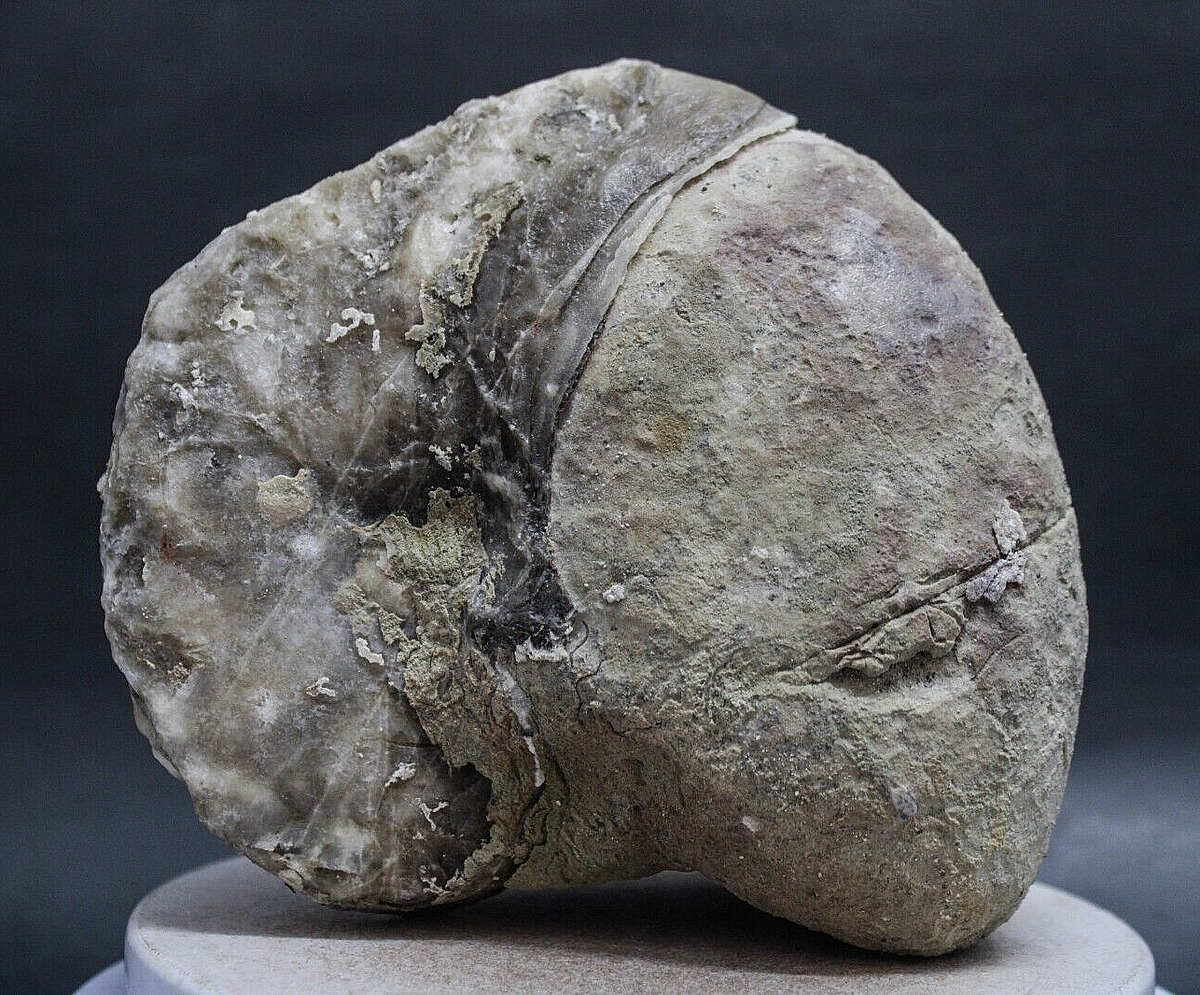 Permian Fossils Rugosa Fossil Known Horn Coral Permian Stock Photo