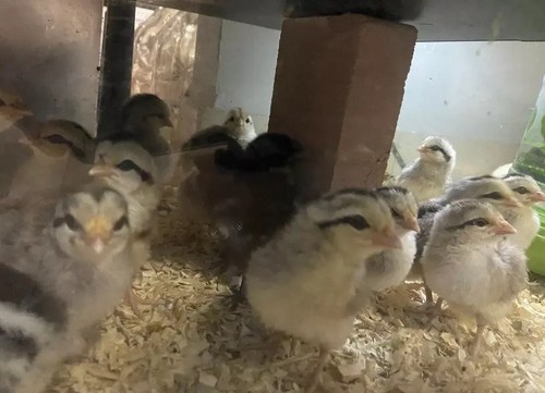 Pure Gold And Silver Duckwing Phoenix Chicken Hatching Eggs | eBay