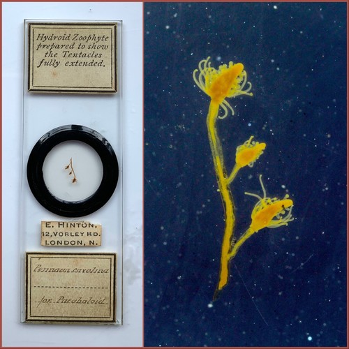 Ernest Hinton Antique Microscope Slide. Hydroid Zoophyte, Tentacles ...