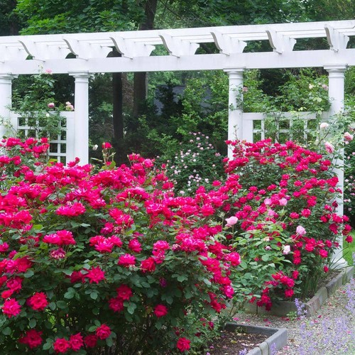 Knock Out Rose Bush Double 1-Gal Red Bloom Flowers Shrub Plant Disease ...