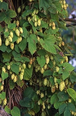 Humulus lupulus WILLAMETTE HOPS Vine Seeds! | eBay
