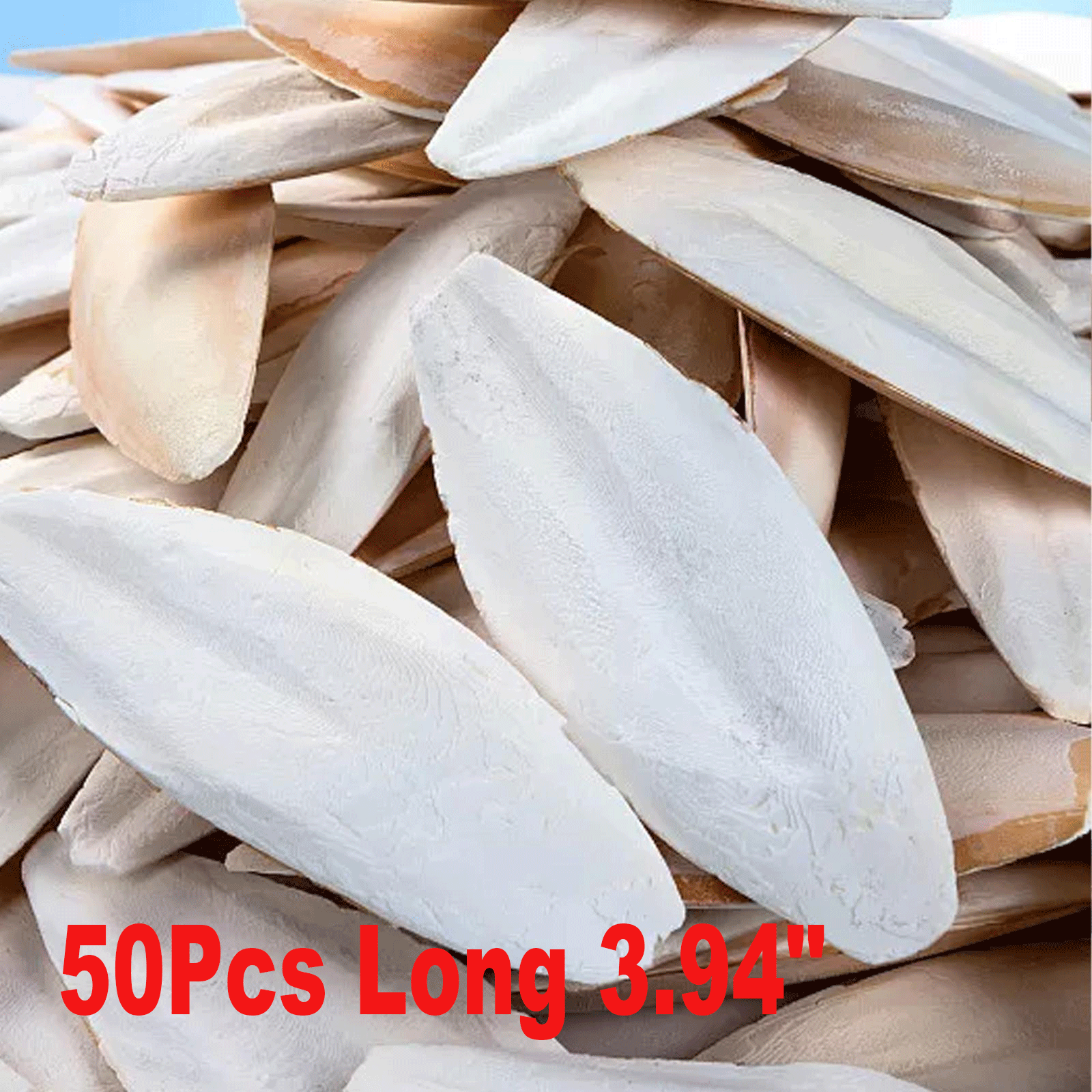 3.94" Large 50PCS Cuttlebone Cuttlefish Bone Sepia Cuttle Fish Bird ...