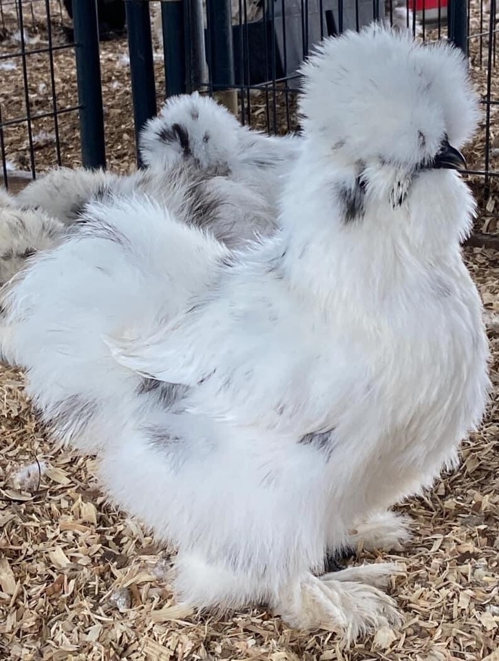 One Dozen (12) Paint Silkie Chicken Hatching Eggs • NPIP • UPS 2 Day ...