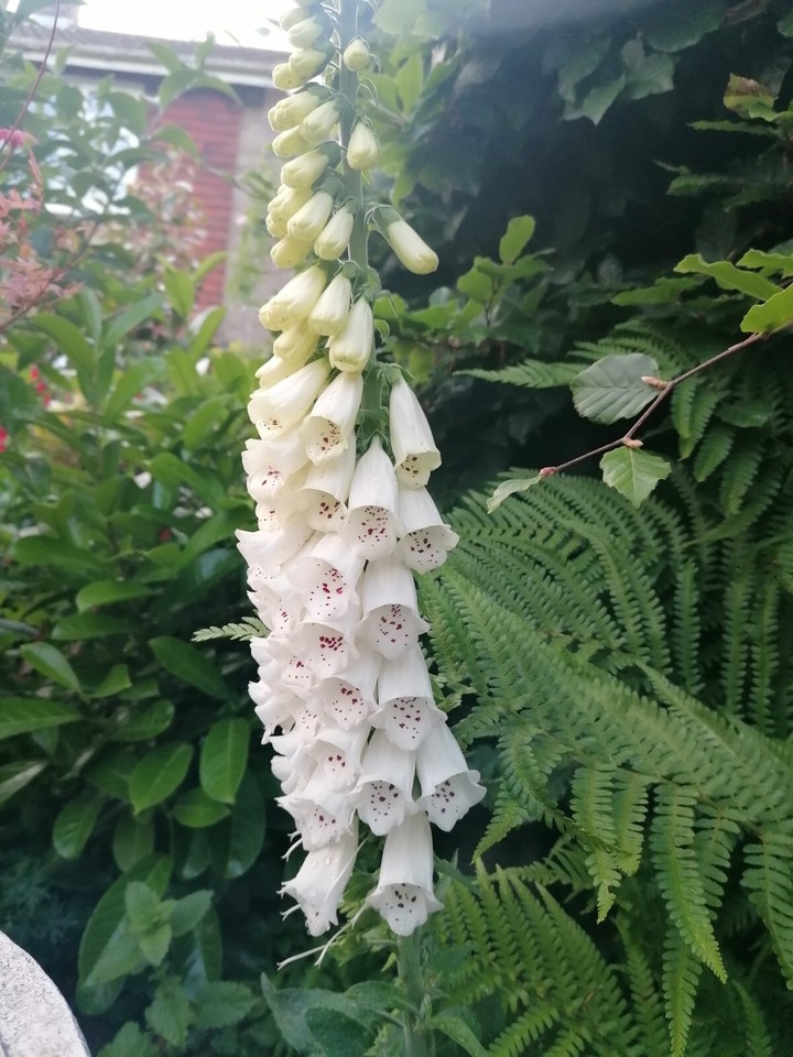 3 pink or white DIGITALIS FOXGLOVE bare root plants, bee loving hardy ...