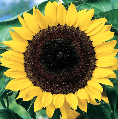 SUNFLOWER GIANT SINGLE 40 seeds traditional sunflowers summer garden ...