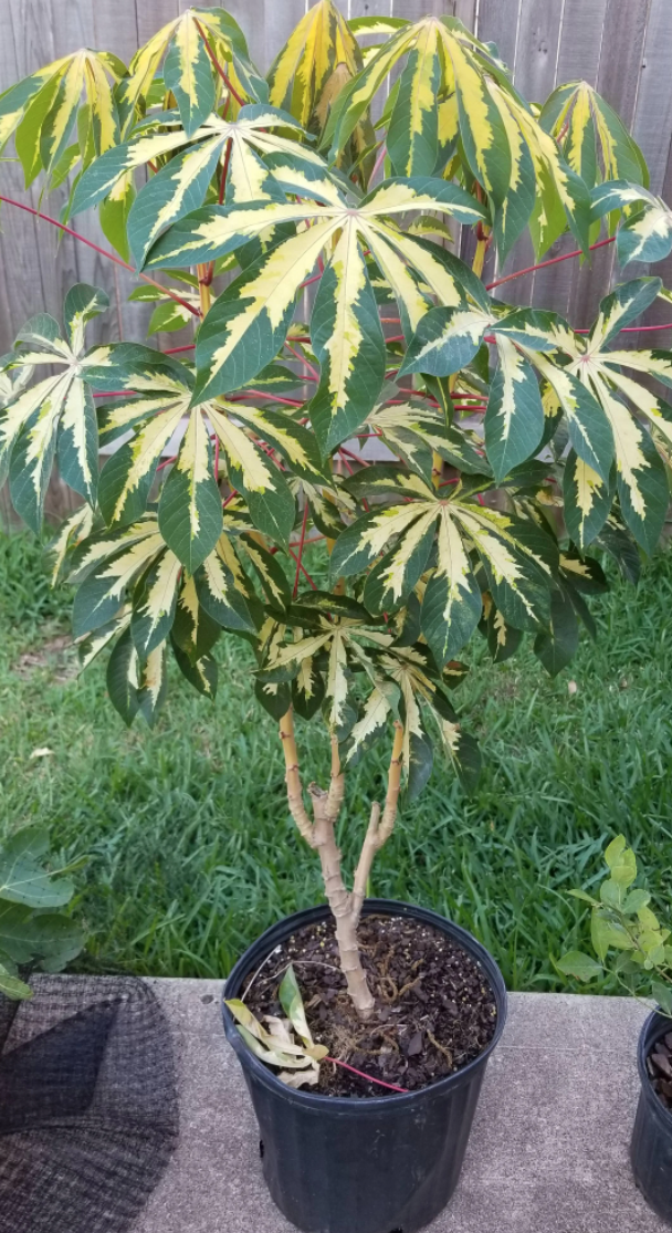 Cassava Plant Tapioca