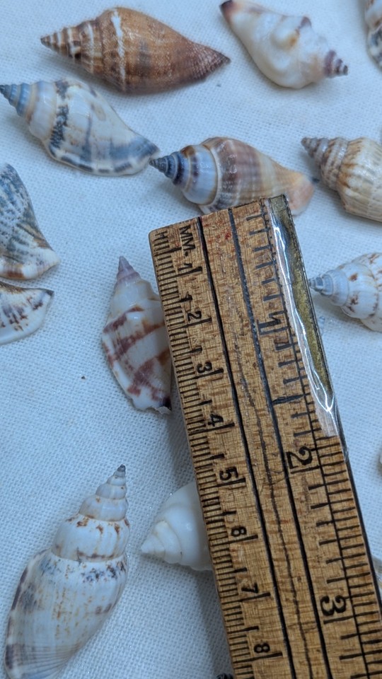 ASSORTED VINTAGE 70 Piece Seashell LOT Cyprus Tigris SHELLS Gastropoda Canarium | eBay