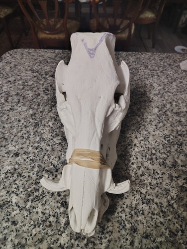 Real Wild Pig Boar Skull REAL- Believed to be an African Wild Pig | eBay