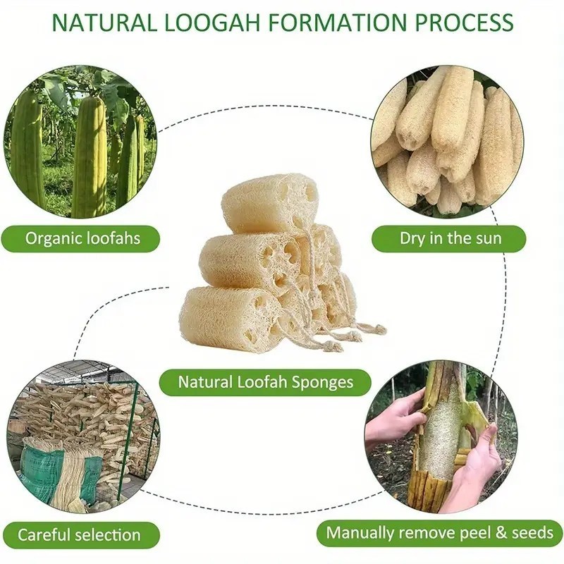 6pcs Natural Luffa Loofah Sponges - Exfoliating Body Scrubber with ...