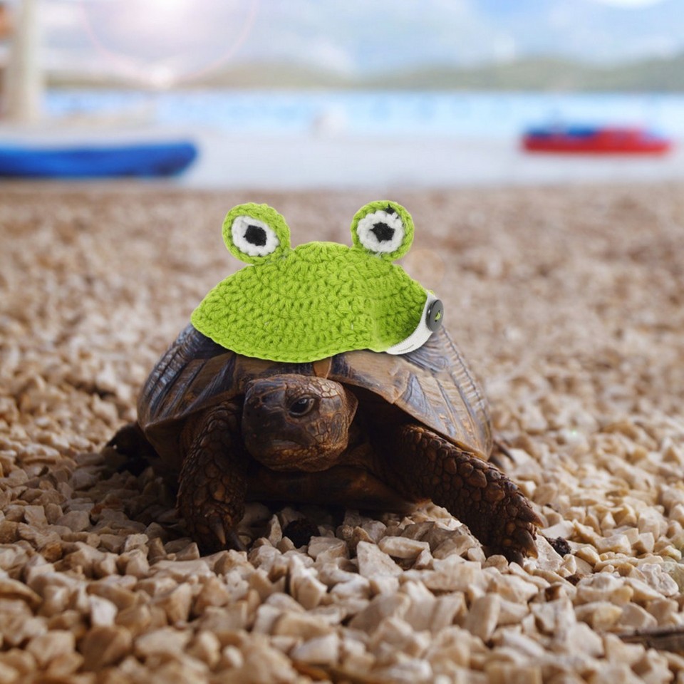 Pet Turtle Shell Decoration Tortoise Cosplay Photo Shoot Sweater | eBay ...