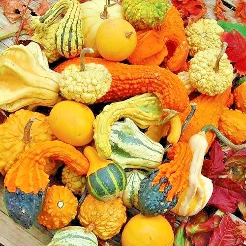 30+SMALL MIXED GOURDS Seeds Hard Shell Type Crafts Autumn Decoration ...