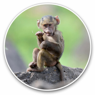 2 x Vinyl Stickers 20cm - Baby Baboon Animal Monkey Cool Gift #12481 ...