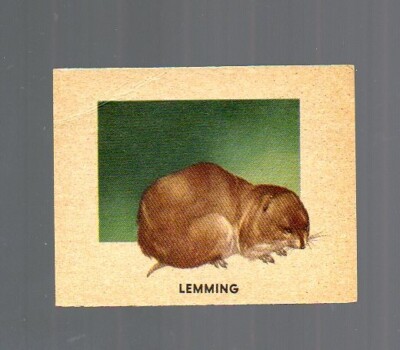 Animals of the World Card # 138 - TOPPS (1951) Lemming | eBay