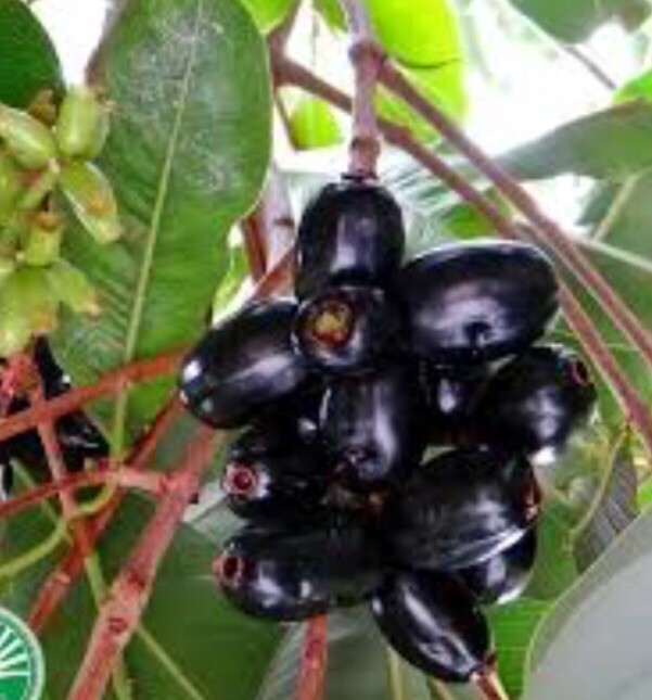Black Java Plum (syzygium cumini) fruit tree 6” - 10” Live Plant / Cây ...