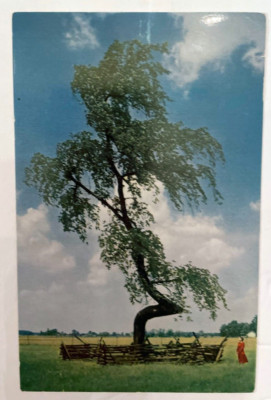 Indian Trail Marker Elm Tree Scenic View Upper Sandusky Ohio Postcard ...