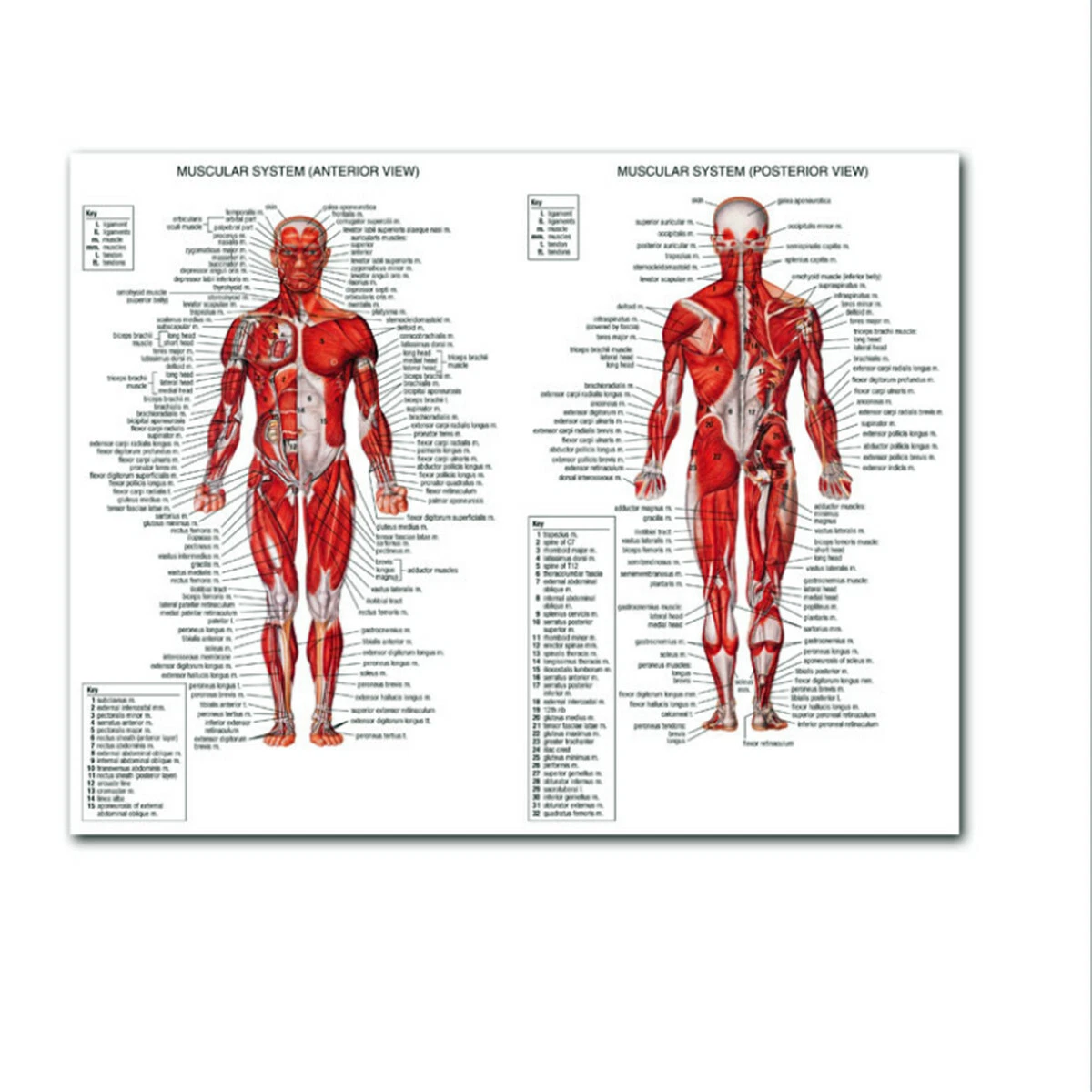 Human Body Systems Chart Key