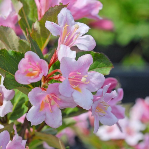 'Polka' Weigela Florida Hardy Perennial Deciduous Flowering Garden ...
