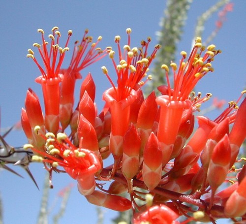 Ocotillo seeds (Fouquieria Splendens) -20 seeds- Rare flower | eBay