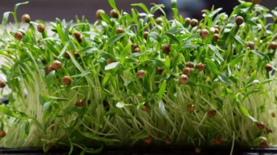 Sprouting Cilantro Seeds Untreated Microgreens Sprouts Sprouting ...