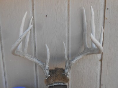 5x5 WHITETAIL DEER RACK Antlers mule mount taxidermy elk cape moose | eBay