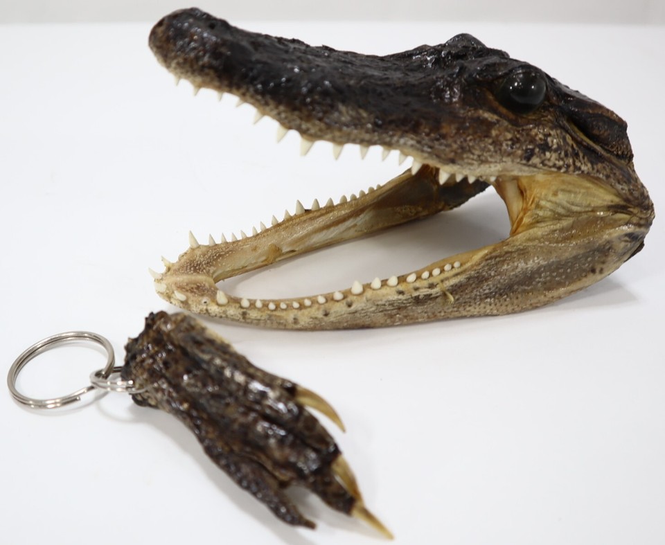 Authentic 5-6" Alligator Head Real Alligator Taxidermy & Gator Key ...