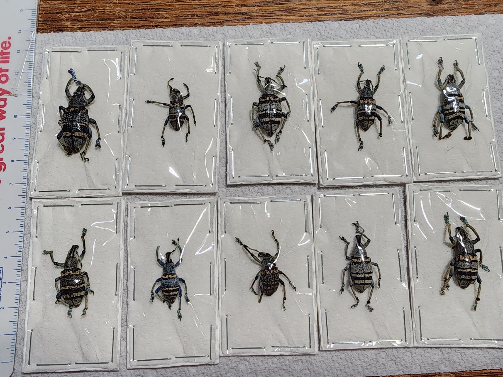 Curculionidae 10 Eupholus nickerli Weevils PNG #EN3 Beetle Insect ...