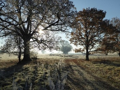 Photo 6x4 Frosty Croome Park Dunstall Common A low sun on a frosty late ...
