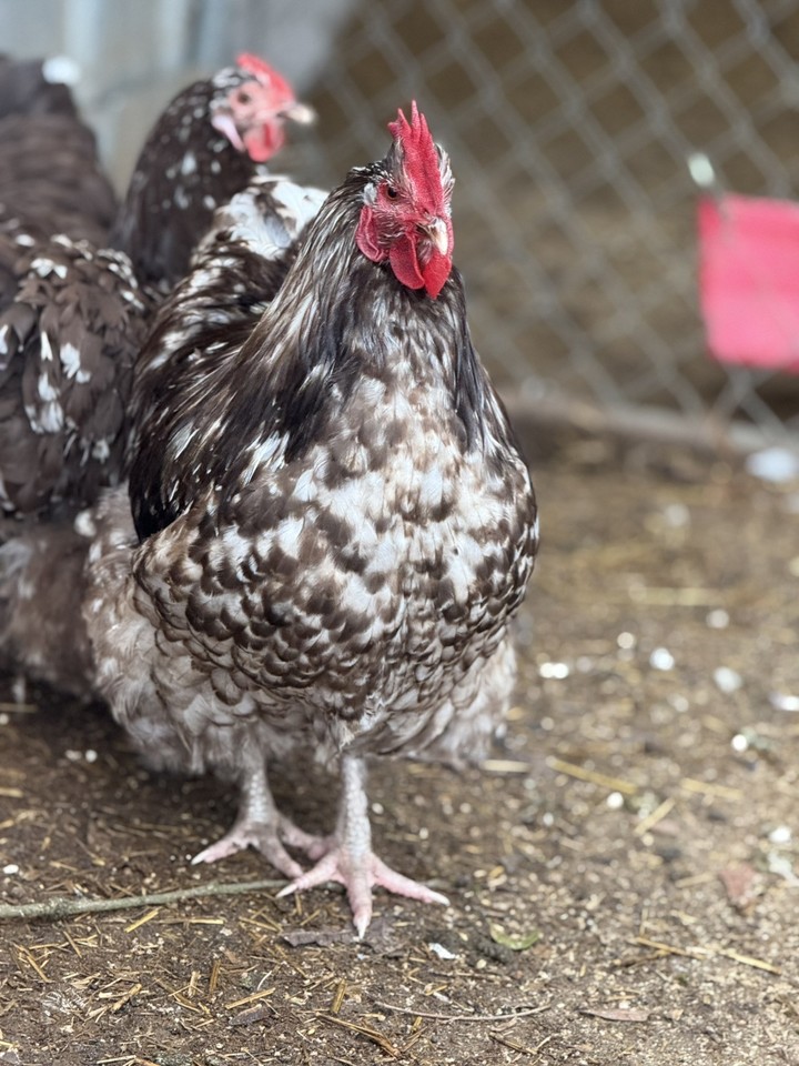 Chocolate Mottled English Orpington Hatching Eggs 4+ NPIP | eBay