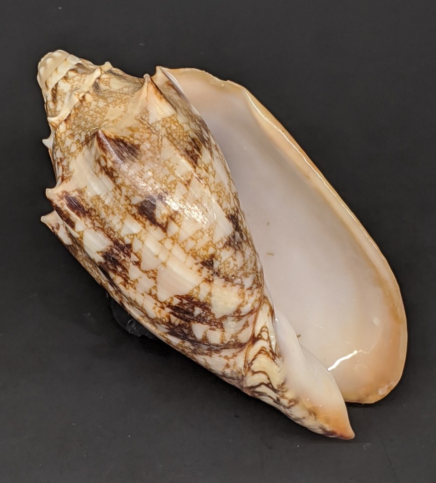 Cymbiola vespertilio peterstimpsoni 90mm VOLUTIDAE Indonesia Bat Volute ...