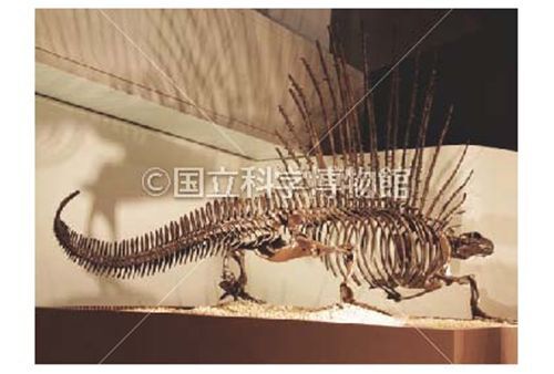 Edaphosaurus Skull Edaphosaurus | Permian Period, Dimetrodon, Reptile
