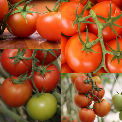 Tomato Canabe Super 20 Seeds GARDEN Vegetables SPRING Summer | eBay ...